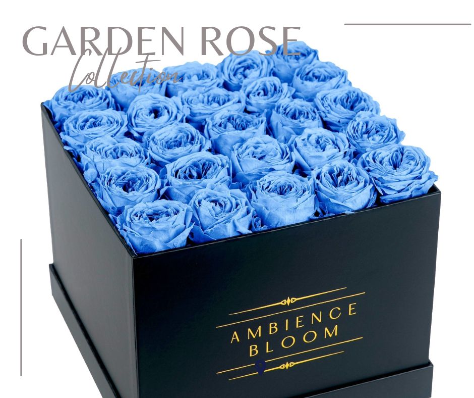 Garden Rose Collection – Ambience Bloom
