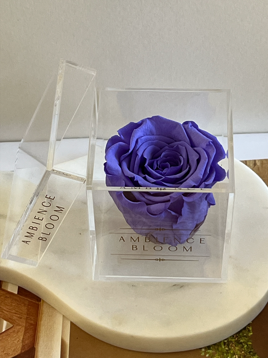 Single Rose Collection – Ambience Bloom