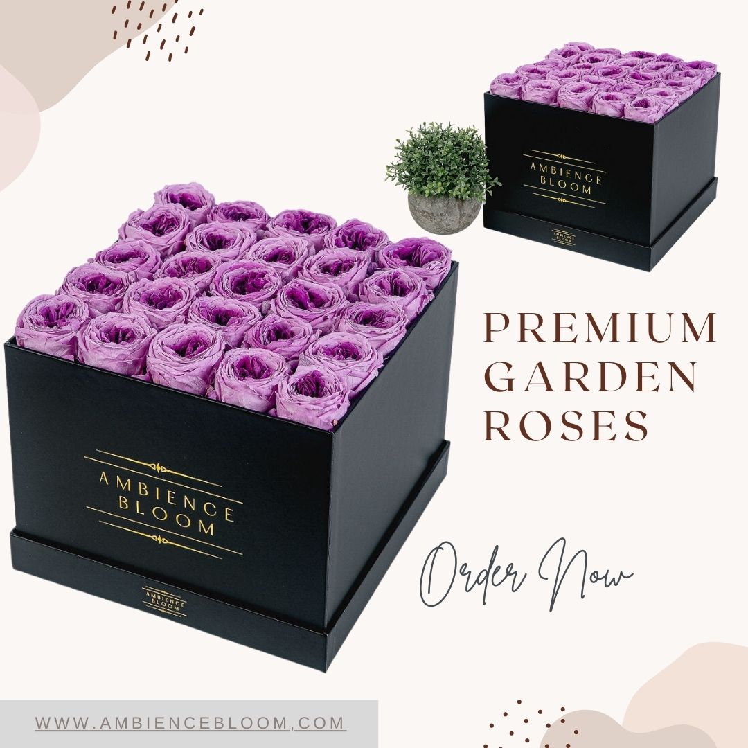 Premium Garden Rose Collection – Ambience Bloom