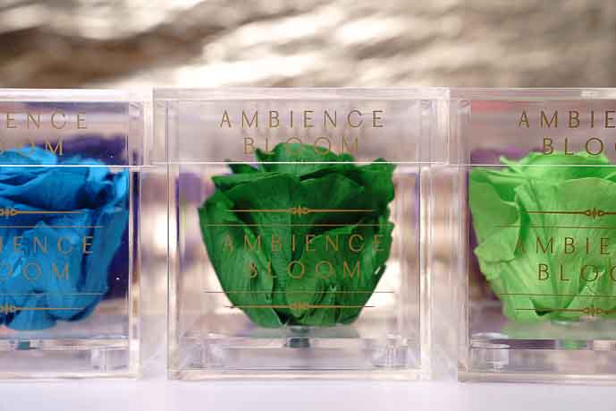 Single Rose Collection – Ambience Bloom